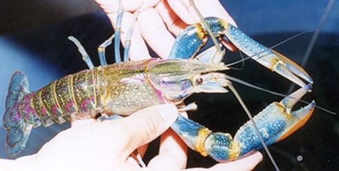 Texas Invasives