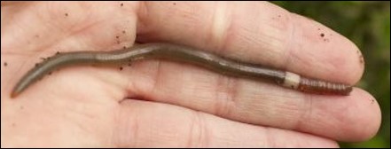 Texas Invasives