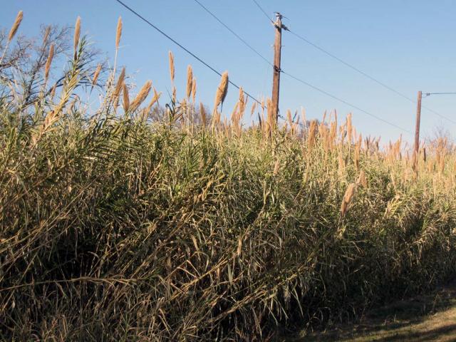 Texas Invasives